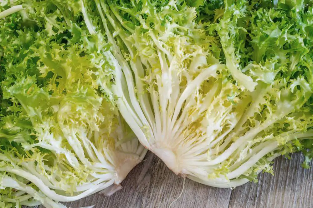 Acquista Indivia riccia - Consegna a domicilio con Papilla