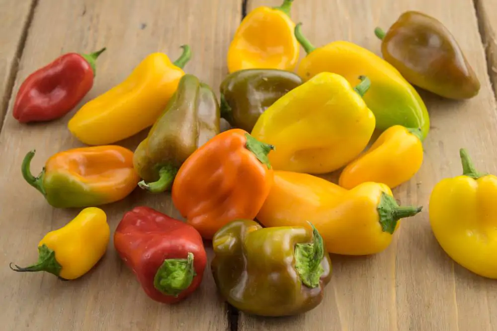 Acquista Peperoni Snack BIO - Consegna a domicilio con Papilla