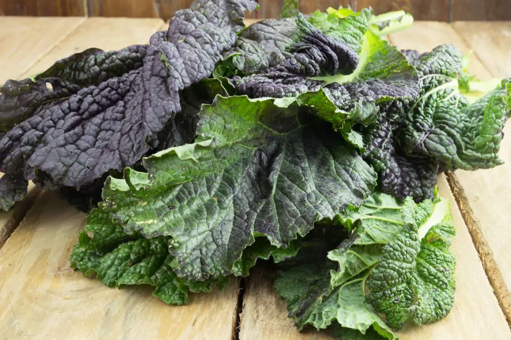 Acquista Senape rossa "Red Mustard" BIO - Consegna a domicilio con Papilla